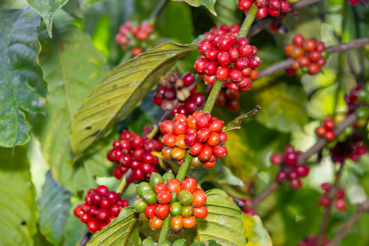 El café, una fuente para el desarrollo sostenible - Autoridad del Canal ...